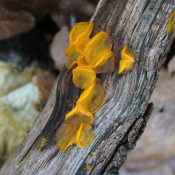 Heterotextus miltinus | Project Noah