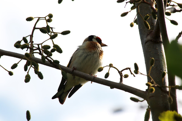 putter of distelvink (Carduelis carduelis) | Project Noah