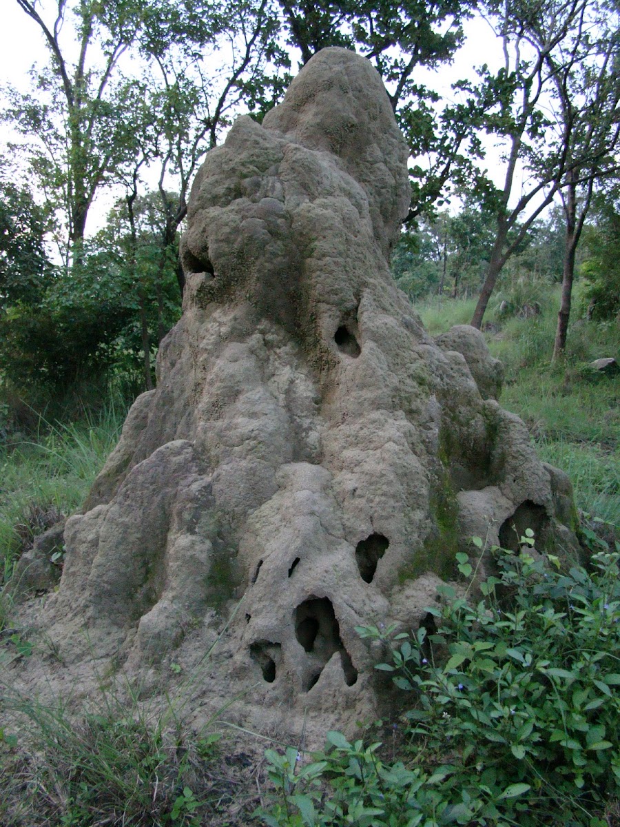 Termite mound / கரையான் புற்று (Karaiyan purtu) | Project Noah