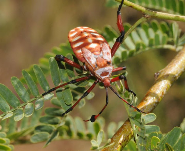 Giant mesquite bug | Project Noah