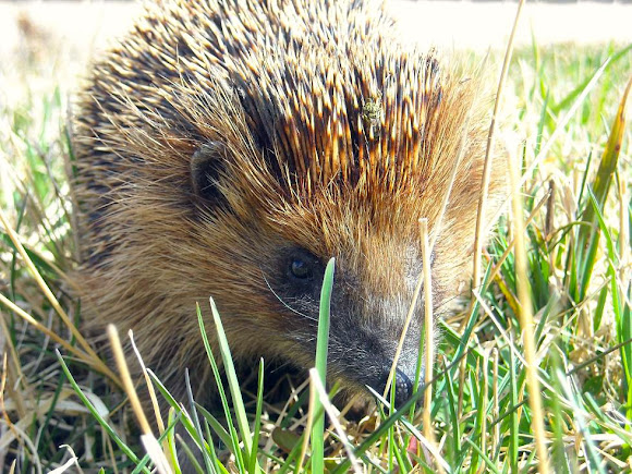 European Hedgehog | Project Noah