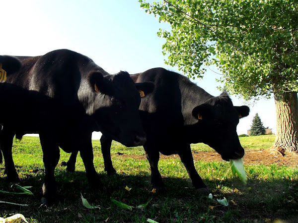 Bull (cattle) | Project Noah