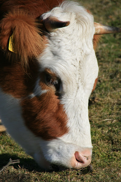 MRIJ Cow | Project Noah