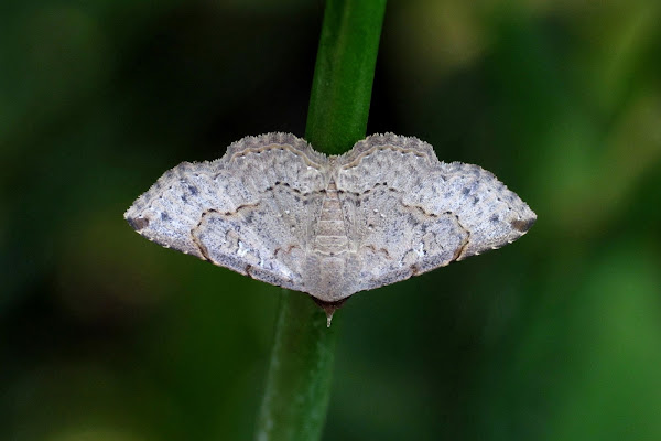 Albizia Defoliator Moth | Project Noah