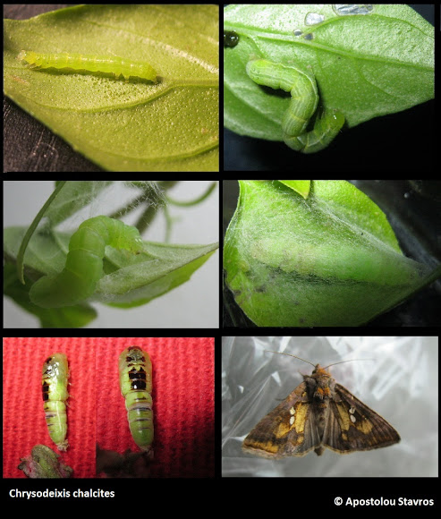 Tomato Looper | Project Noah