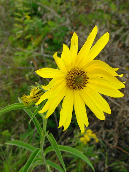 Compass flower | Project Noah