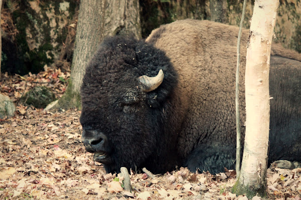 American Bison | Project Noah