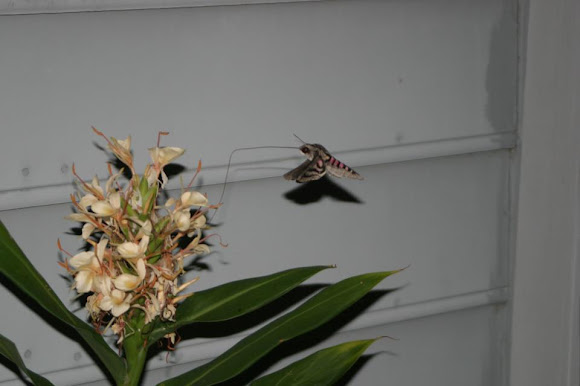 Sphinx moth | Project Noah