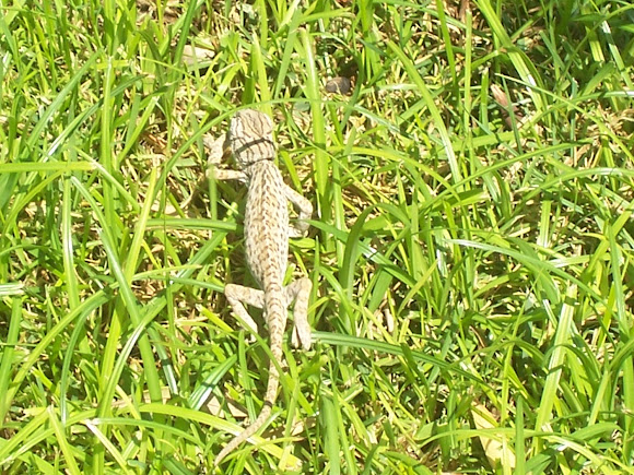 Camaleão | Project Noah