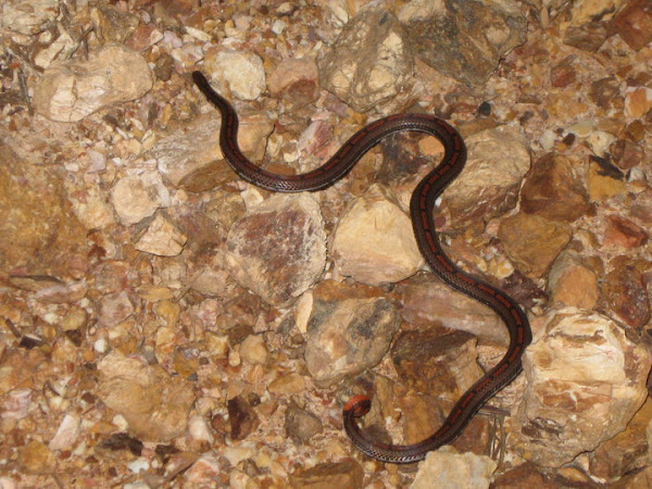 Red-tailed Pipe Snake | Project Noah
