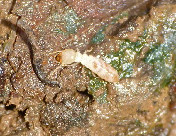 Formosan subterranean termite (worker) | Project Noah