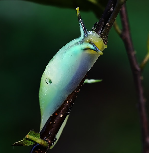 Semi-slug | Project Noah