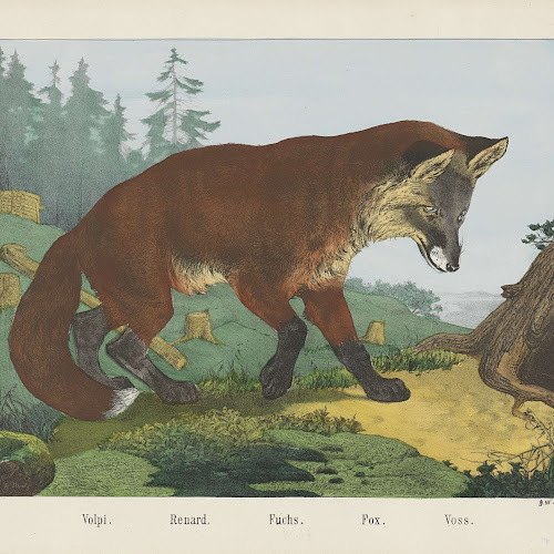 Volpi. / Renard. / Fuchs. / Fox. / Voss, R. Schulz, 1829 - 1880 ...