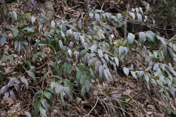 Highland Doghobble | Project Noah