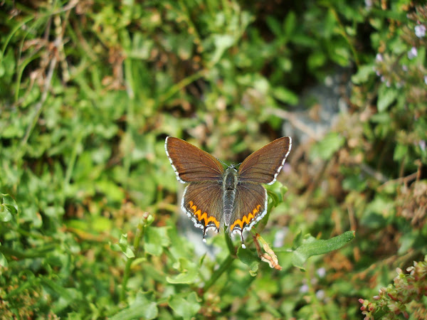 Sorrel Sapphire Butterfly | Project Noah