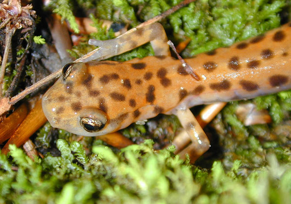 Cave salamander | Project Noah