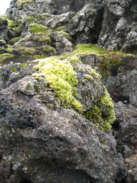 Woolly Fringe-moss | Project Noah