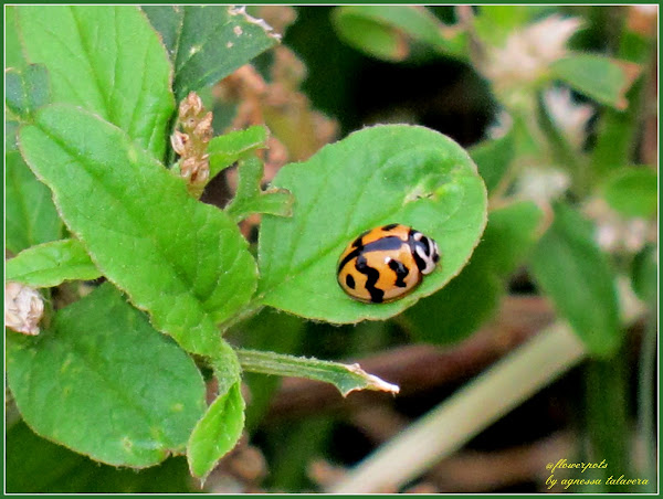 Six-spotted Zigzag Ladybird | Project Noah