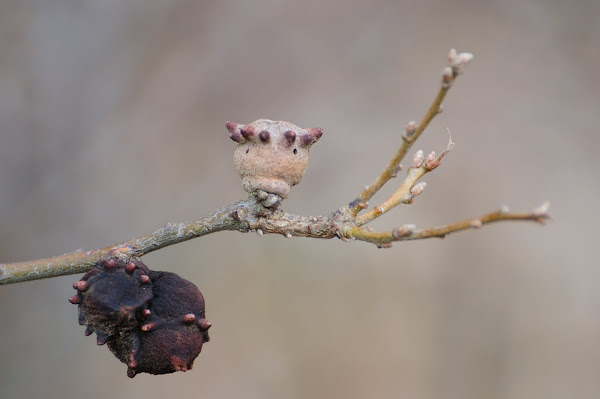 oak galls | Project Noah