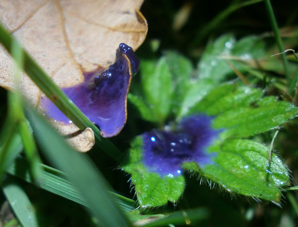 Purple poo | Project Noah