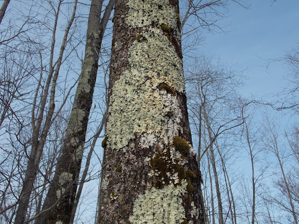 Common Greenshield lichen | Project Noah