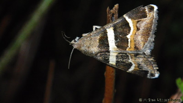 Stolid Lines | Project Noah