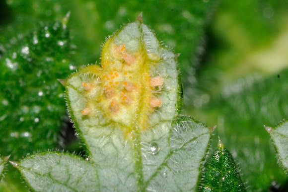 Puccinia sp. | Project Noah