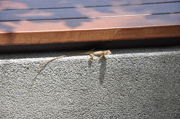 Changable Lizard | Project Noah