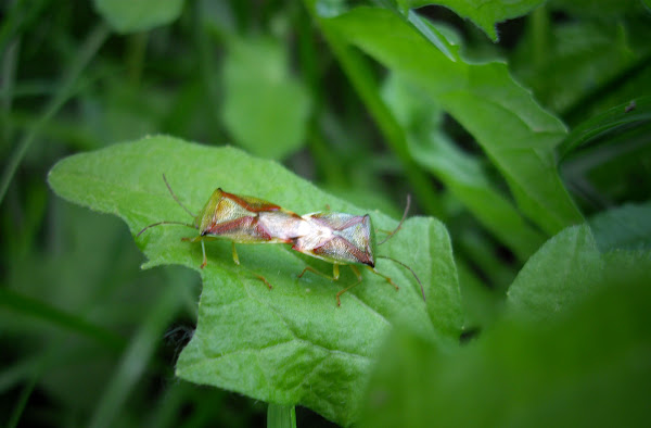 Juniper Shield Bug | Project Noah