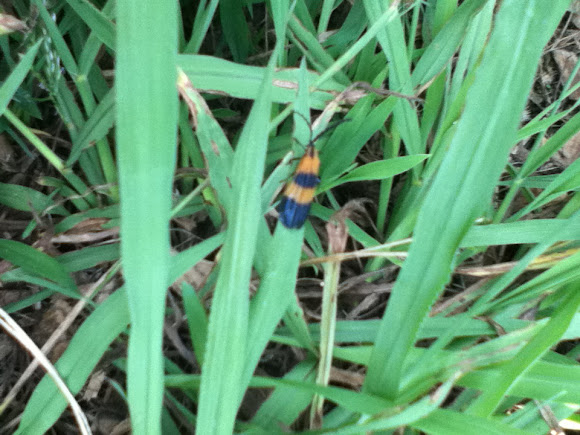 Banded Netwing | Project Noah