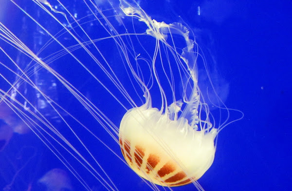 Atlantic Sea Nettle | Project Noah