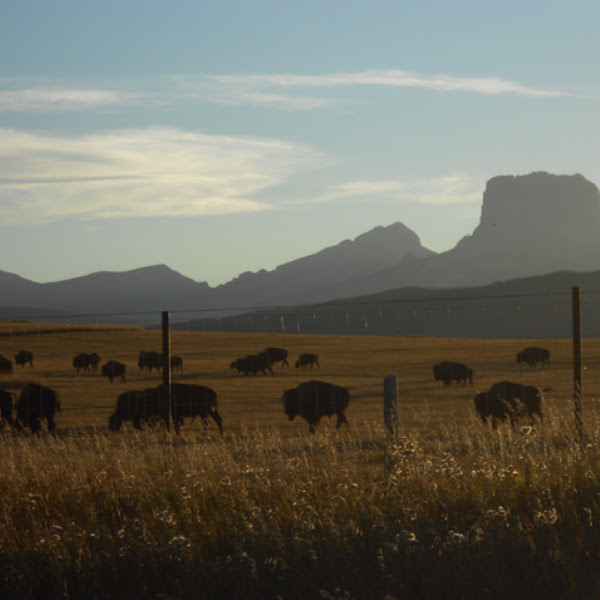 American Bison | Project Noah