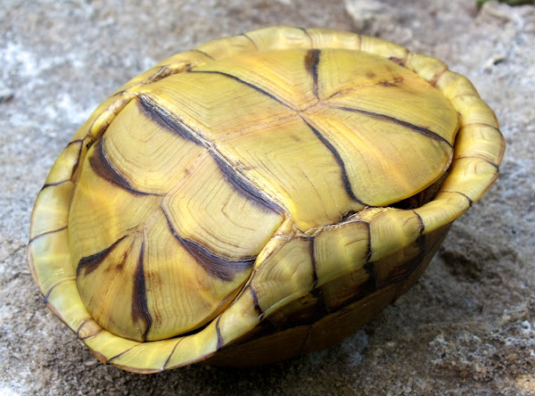 Three-toed Box Turtle | Project Noah