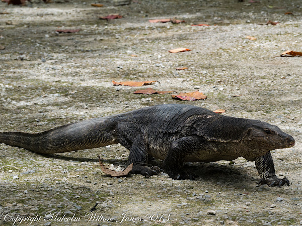 Malayan Water Monitor | Project Noah