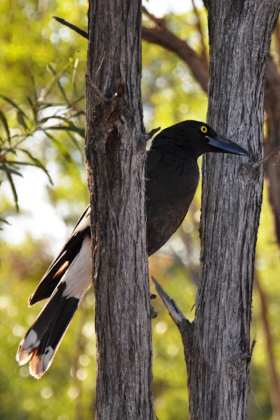 Pied currawong | Project Noah