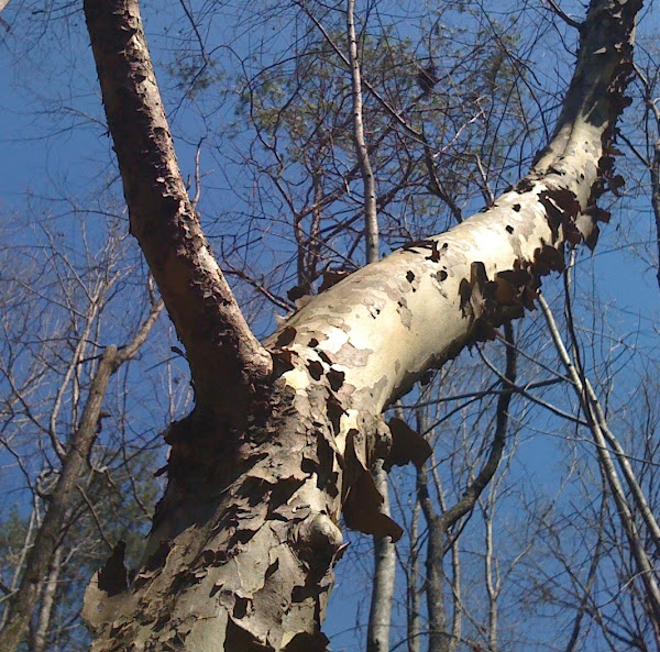 Sycamore | Project Noah