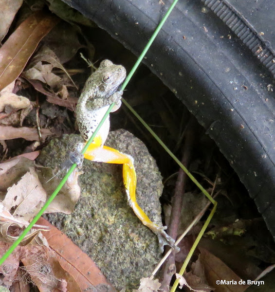 Cope's gray tree frog | Project Noah