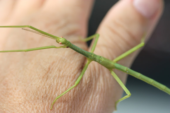 Strong stick insect - nymph | Project Noah