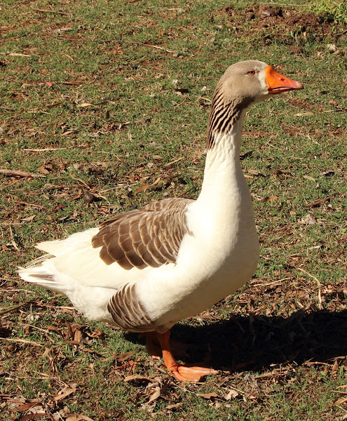 Pilgrim Goose | Project Noah
