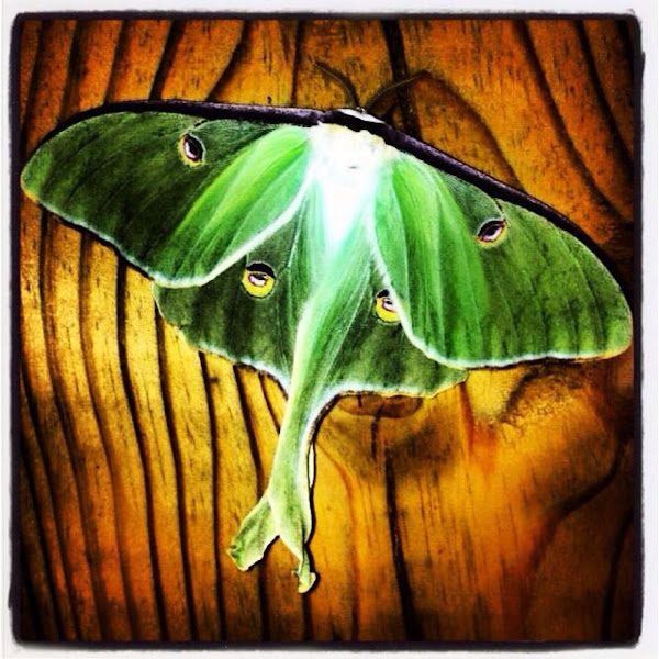Luna moth | Project Noah