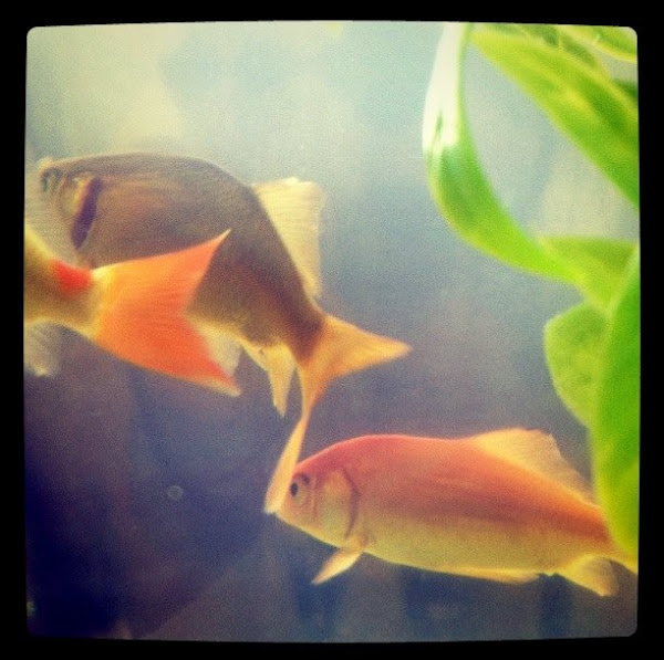 Goldfish | Project Noah