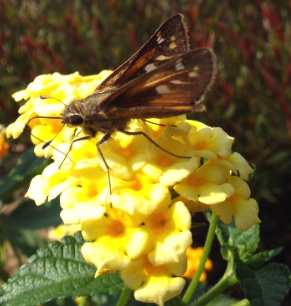 Sachem skipper | Project Noah