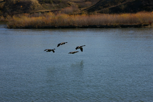 Canada Goose | Project Noah