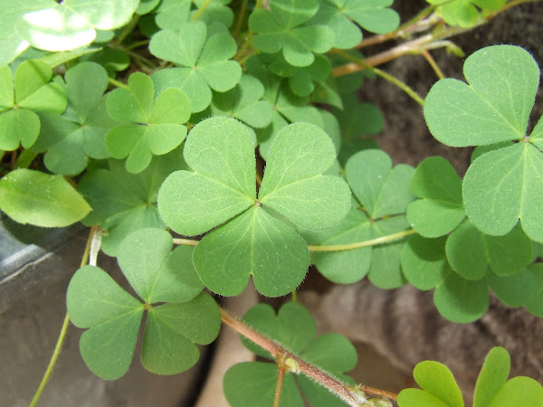 Wood Sorrel(Erva azeda) | Project Noah