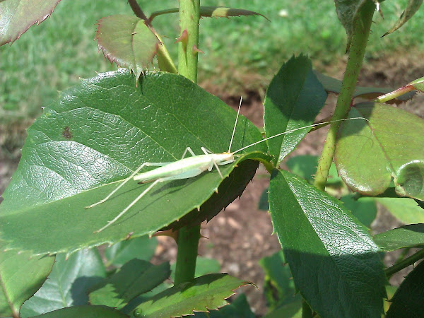 Snowy Tree Cricket | Project Noah
