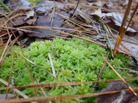 Blunt-leaved Bog Moss | Project Noah