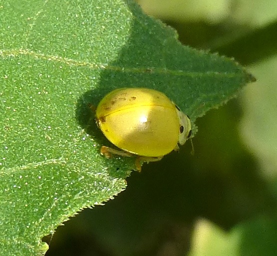 Illeis cincta | Project Noah