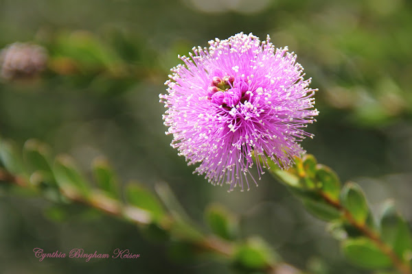 Showy Honey-myrtle | Project Noah