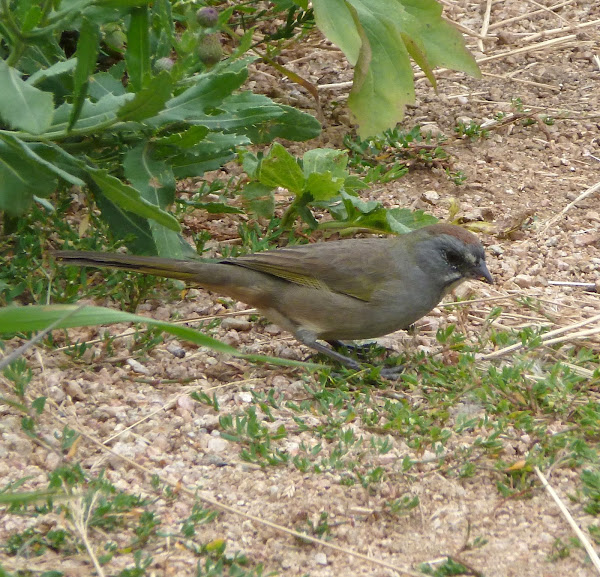 Green-tailed Towhee | Project Noah