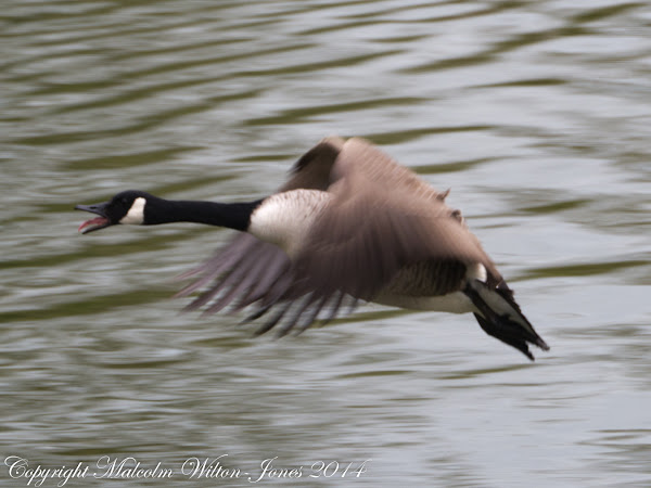 Canada Goose | Project Noah